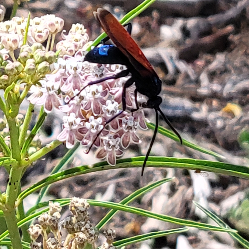 Thisbe's Tarantula-hawk Wasp from Oak Glen, CA 92399, USA on July 29 ...