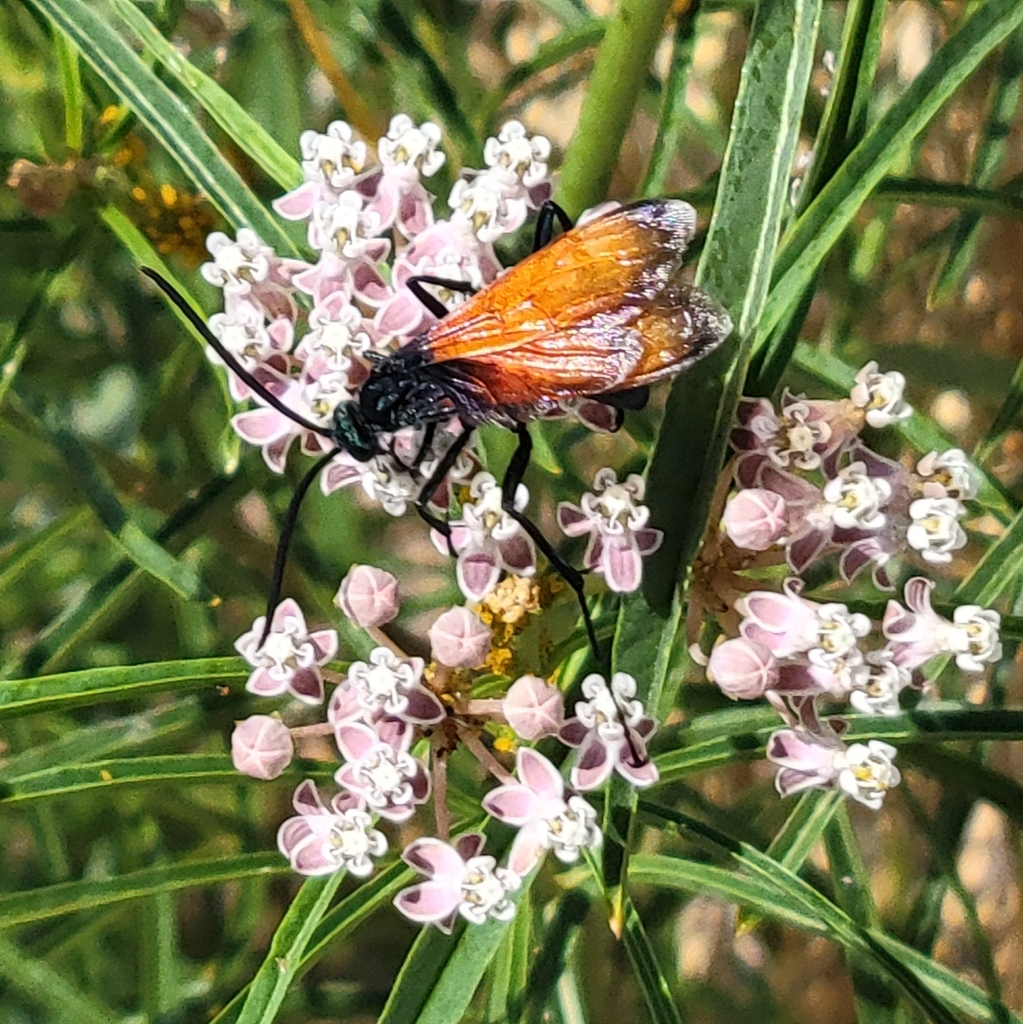 Thisbe's Tarantula-hawk Wasp from Oak Glen, CA 92399, USA on July 29 ...