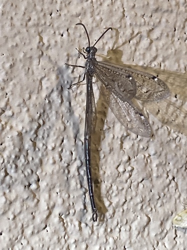 Observations by jpsincage · iNaturalist