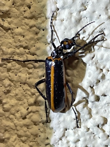 Observations by jpsincage · iNaturalist