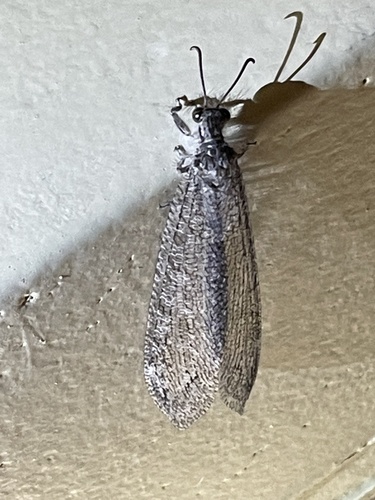 Observations by jpsincage · iNaturalist