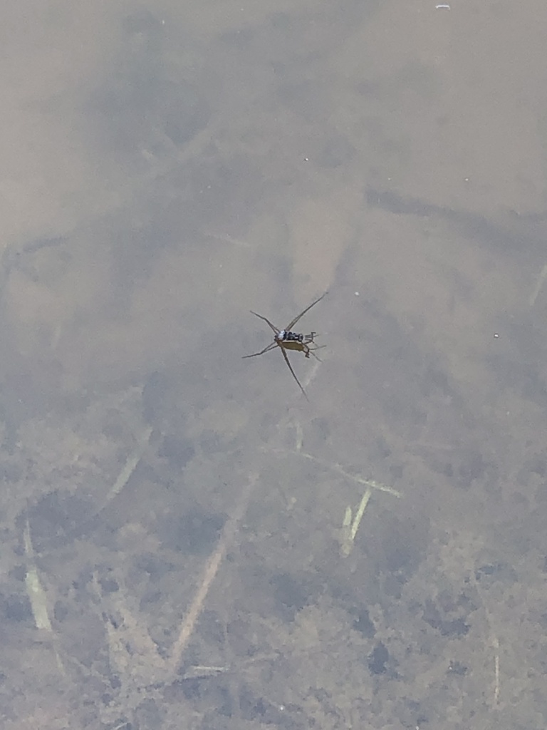 Trepobates from Madison, MS, US on July 30, 2022 at 12:12 PM by Travis ...