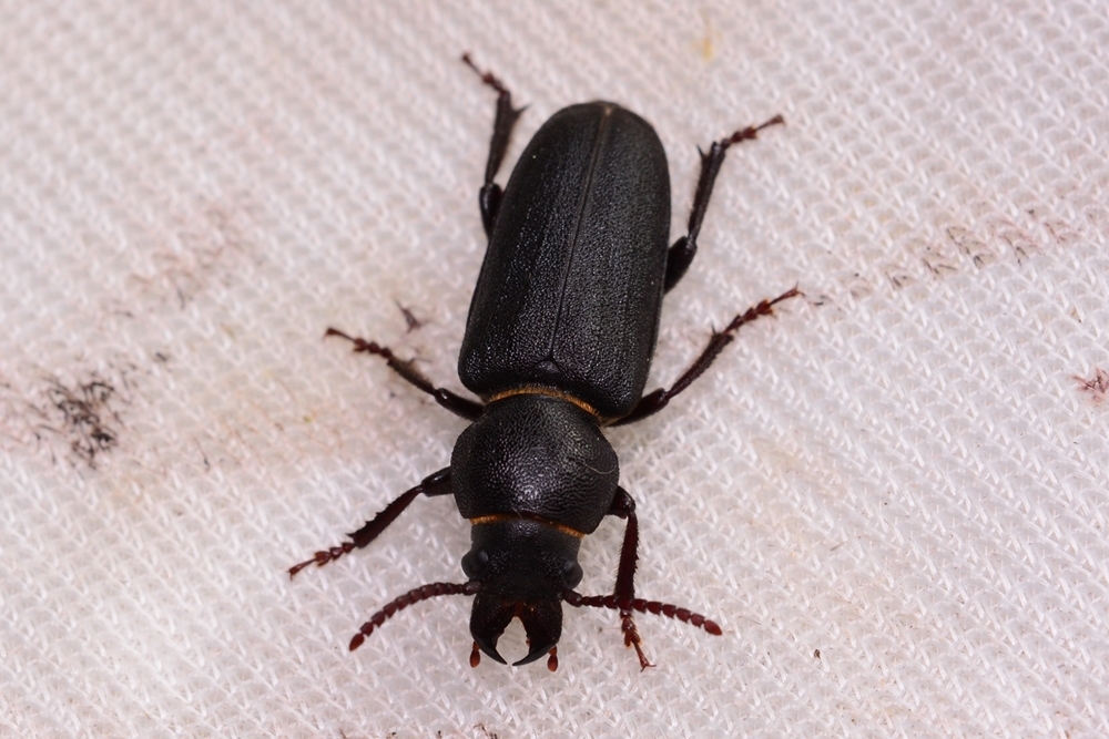 Black Longicorn Beetle from 대한민국 경상북도 성주군 on July 9, 2022 at 08:32 PM ...
