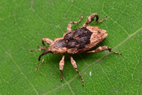 Acicnemis palliata · iNaturalist