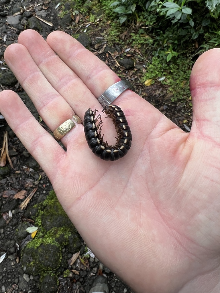 Python Millipede from Calle Marín Cañas, San Rafael, Heredia, CR on ...