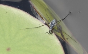 Neogerris hesione from Bays Mountain Park & Planetarium on July 30 ...