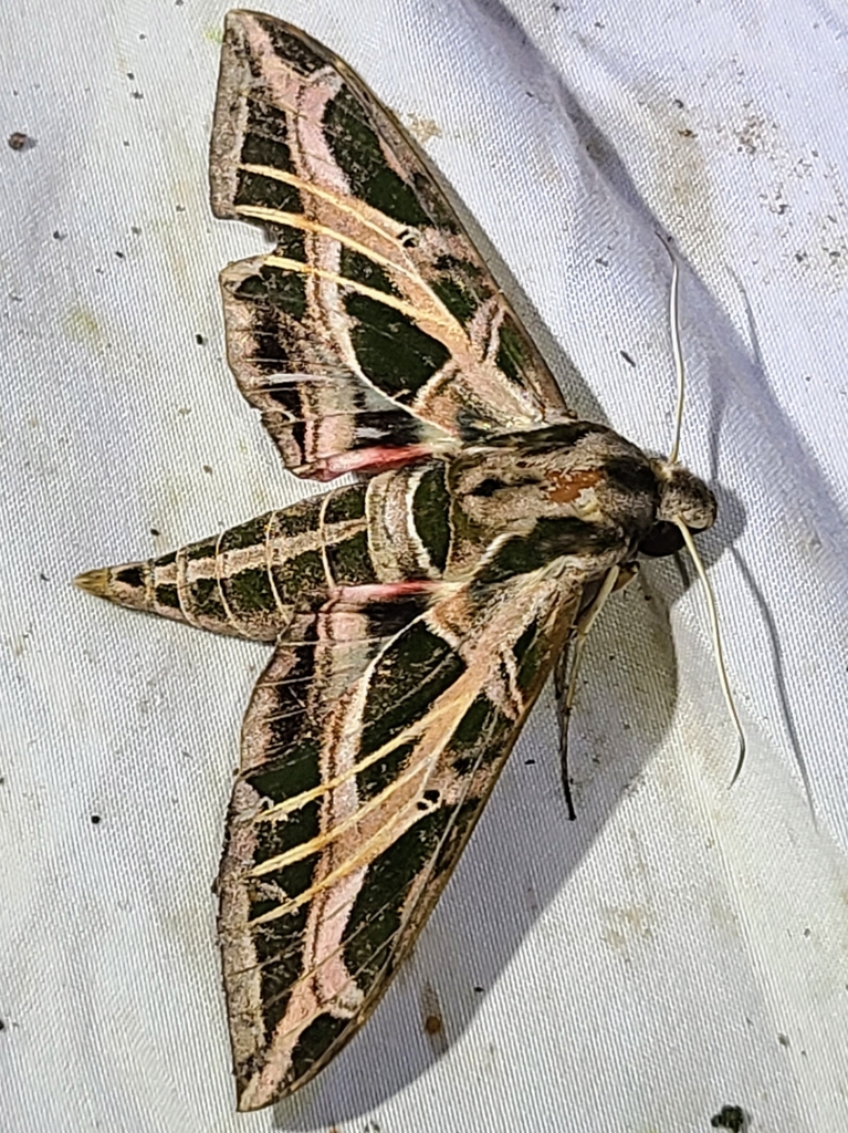 Vine Sphinx from Location: 31.569505, -111.050313 on July 29, 2022 at ...