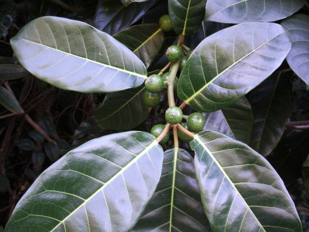 Ficus austrocaledonica from Xere, Sud, Nouvelle-Calédonie on May 8 ...