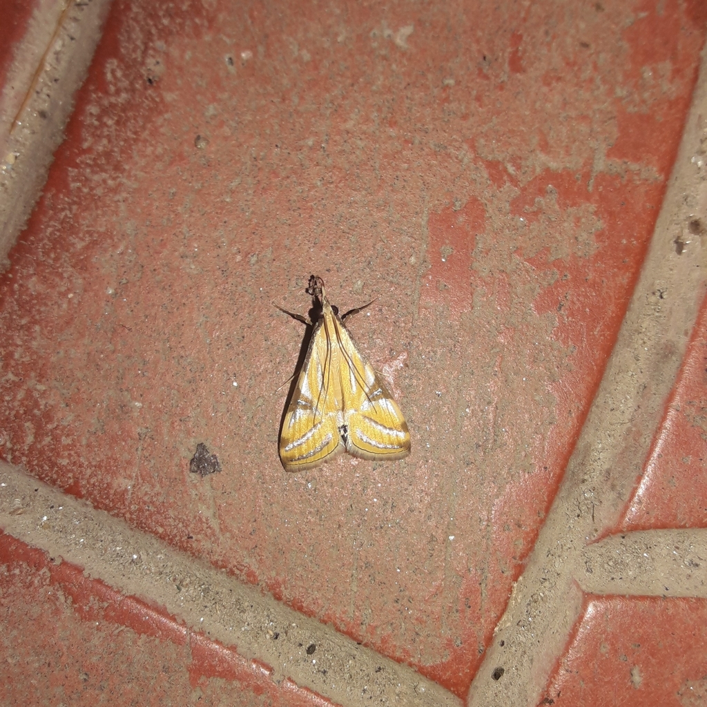 Talanga sexpunctalis from W5WP+RMM, Samrik Tea Garden, West Bengal ...