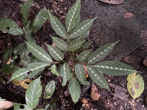 Leea amabilis · iNaturalist