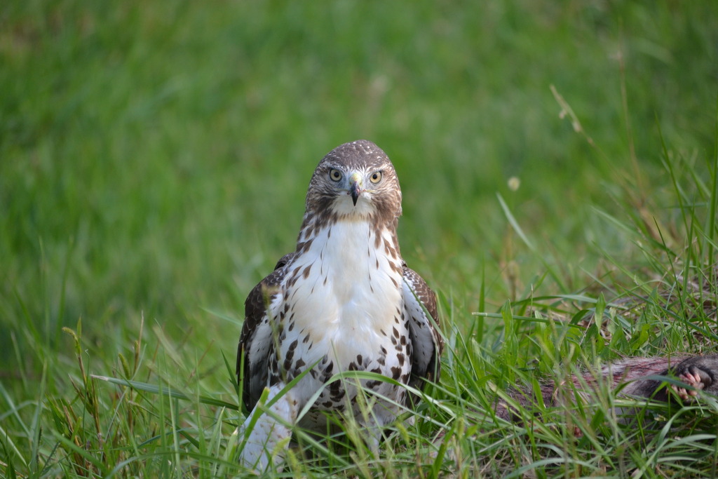 Red-tailed Hawk from Cache River Basin on September 19, 2012 by Joy Dry ...