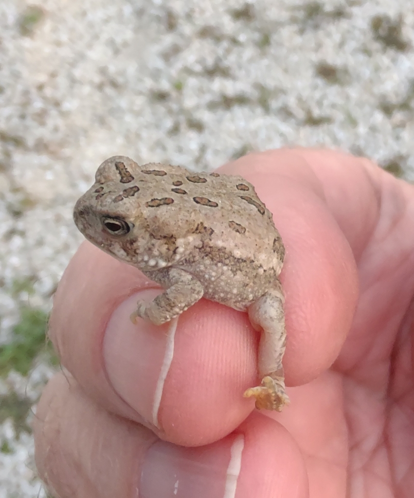 Fowler's Toad from Monroe Township, MO, USA on July 30, 2022 at 08:12 ...