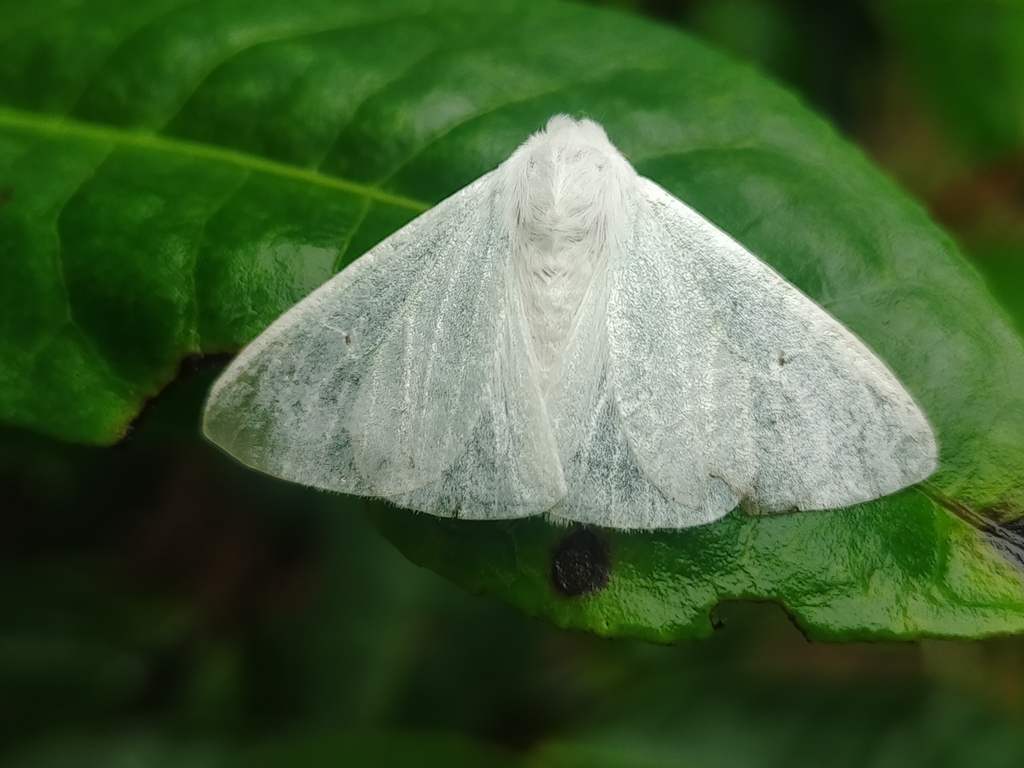 Arctornis submarginata from Tarzun Tea Garden on July 31, 2022 at 07:09 ...