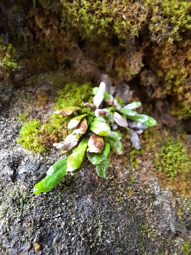 Dwarf strap fern from Inglewood 4386, New Zealand on February 16, 2022 ...