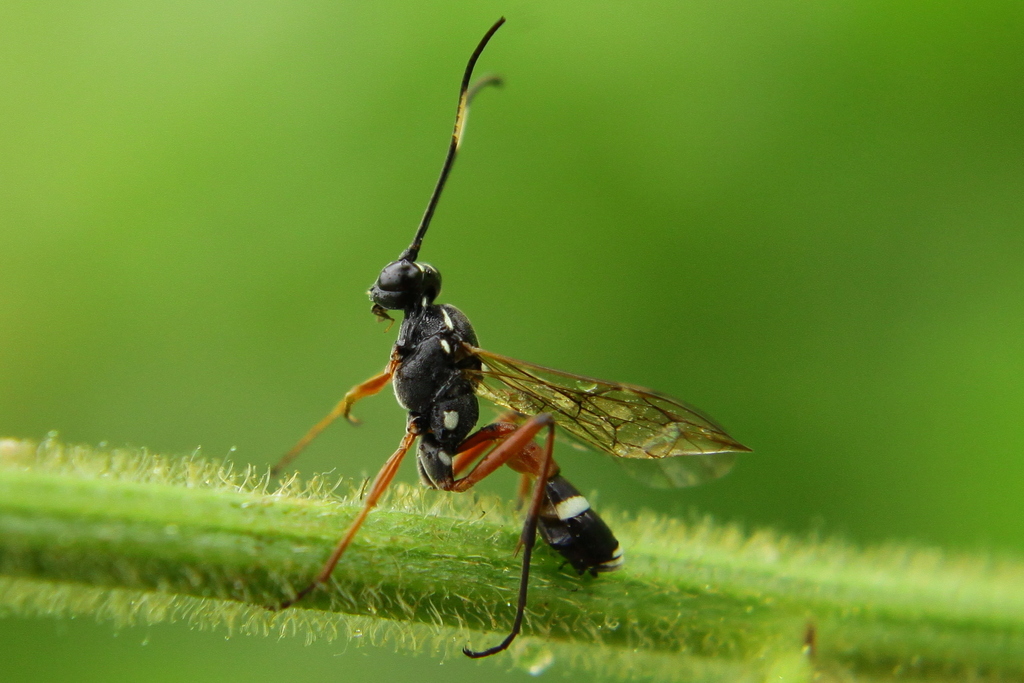 Ichneumoninae from Nuwara Eliya, Sri Lanka on July 28, 2022 at 08:33 AM ...