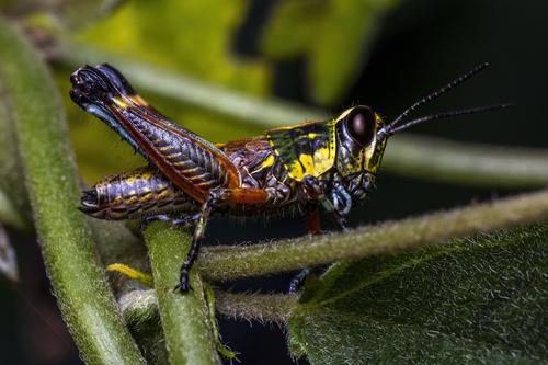 Hispanacris oreades · iNaturalist