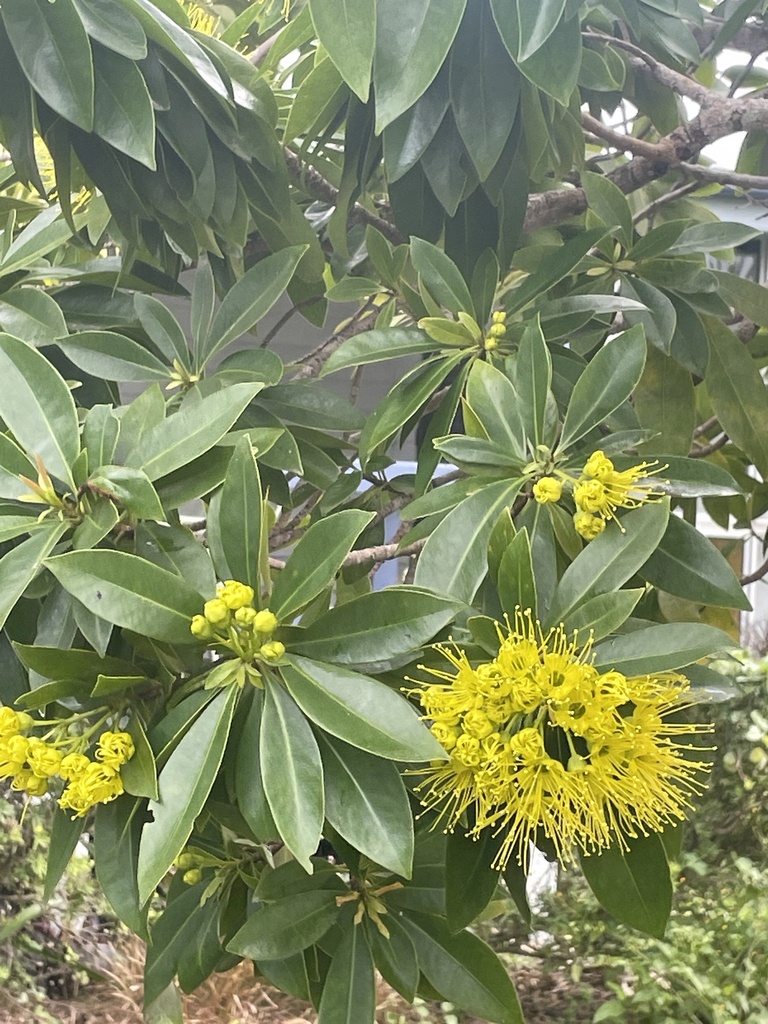 Xanthostemon from Holland St, Bargara, QLD, AU on July 31, 2022 at 12: ...