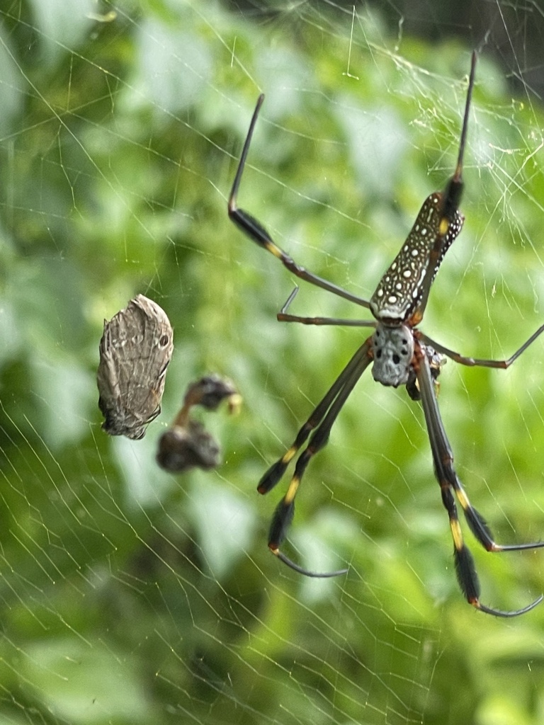 Golden Silk Spider from Grand Sirenis, Grand Sirenis, Quintana Roo, MX ...