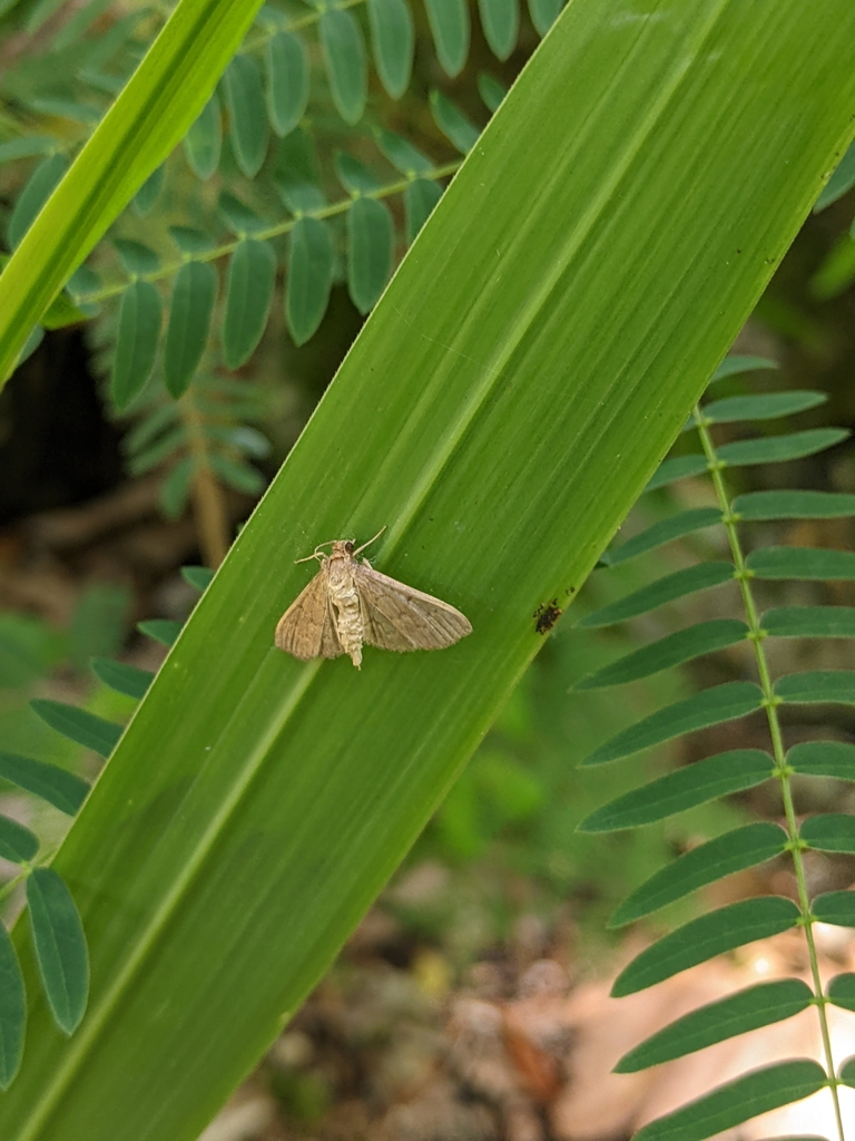 Grass Webworm Moth from FPF5+7JF Asan Beach Unit, Asan, Guam on July 31 ...