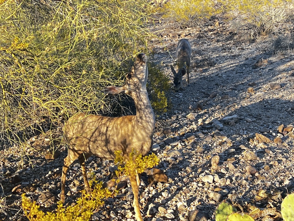 Mule Deer from Tumamoc Hill Rd, Tucson, AZ, US on May 17, 2022 at 06:11 ...
