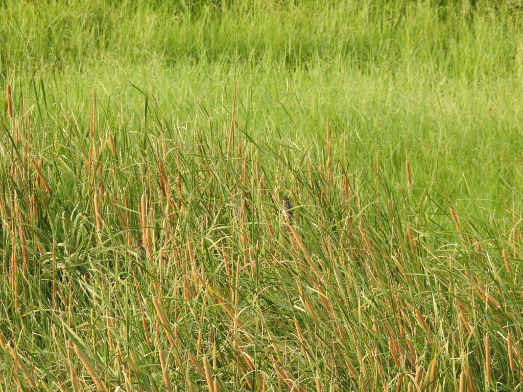 plants from Mangalam, Tirupati, Andhra Pradesh, India on July 30, 2022 ...