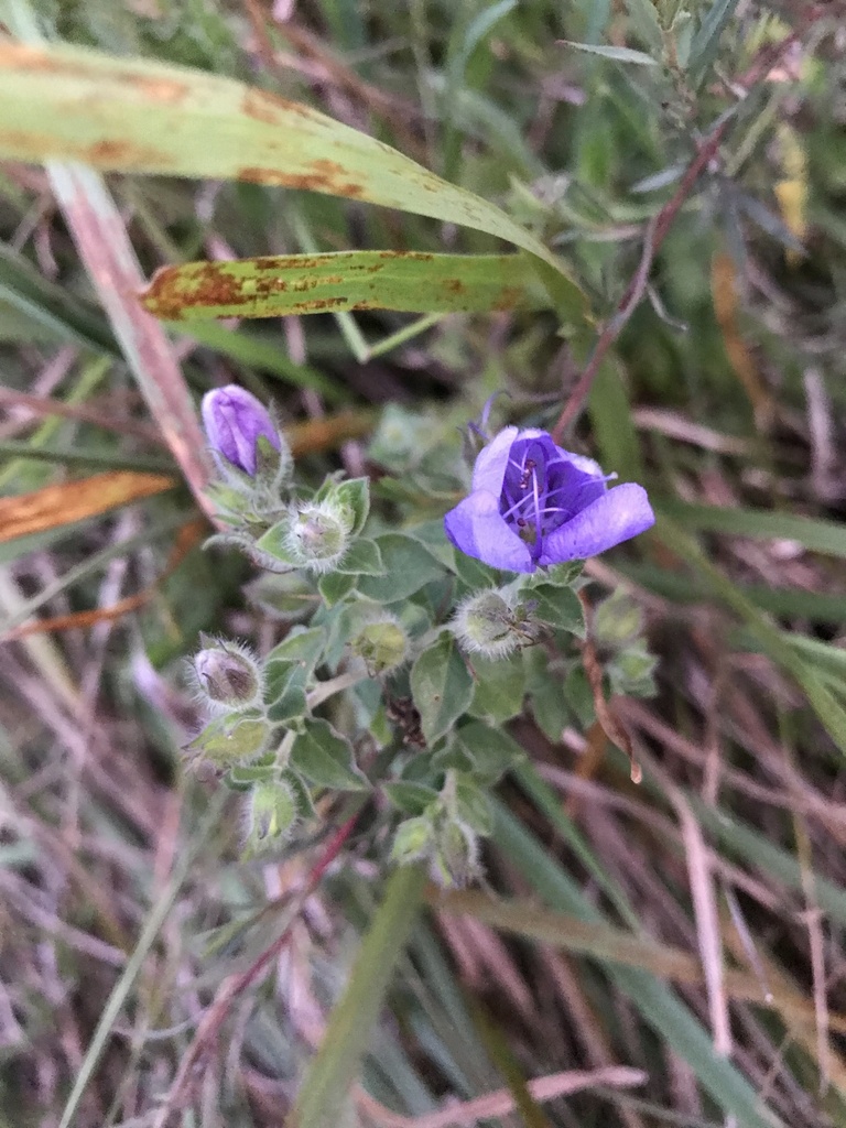 blue waterleaf from Deer Park, TX, US on July 30, 2022 at 08:24 PM by ...