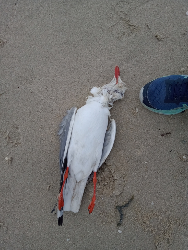 Silver Gull from Percival St/Point Nepean Rd, Capel Sound VIC 3940 ...