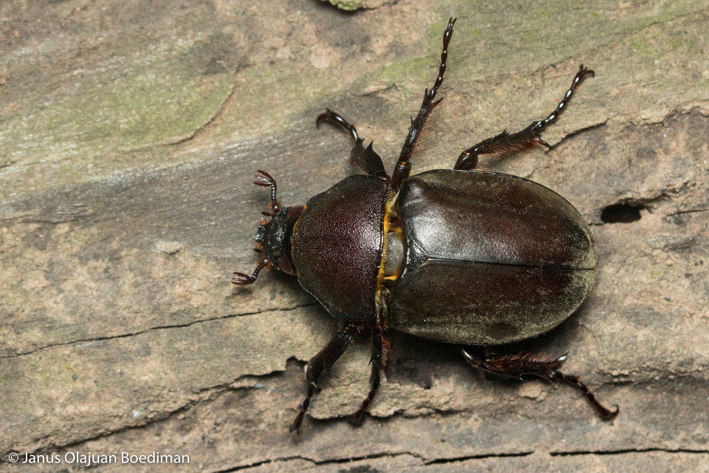 Trypoxylus dichotomus tsunobosonis in June 2021 by Janus Olajuan ...