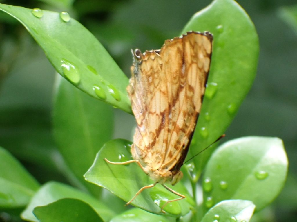Common Jester from 香港 on July 31, 2022 at 10:59 AM by Carlos Chang ...