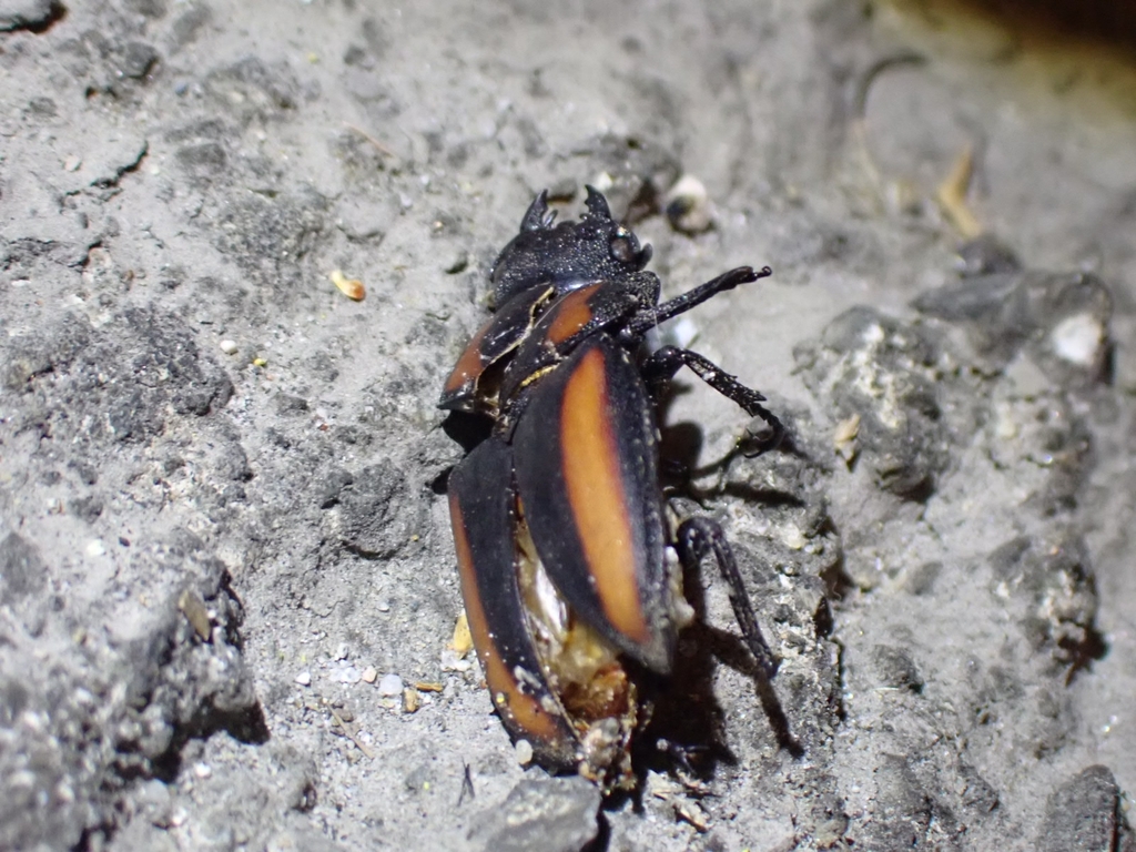 Prosopocoilus biplagiatus from 香港 on July 21, 2022 at 07:57 PM by ...
