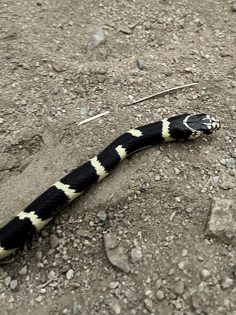 California King Snake from Santee, CA, USA on July 30, 2022 at 07:45 PM ...