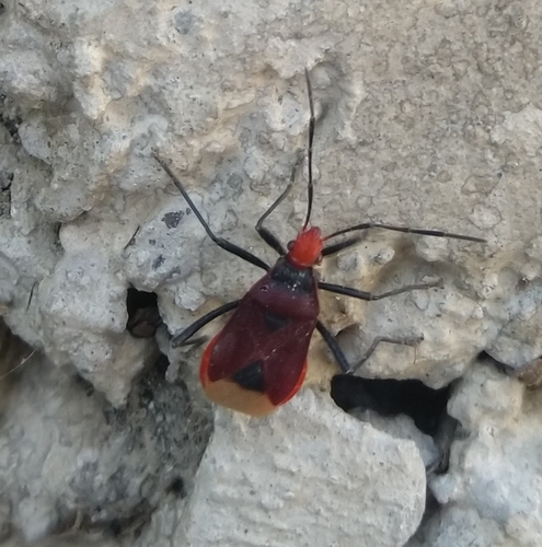 Dindymus triangulifer · iNaturalist