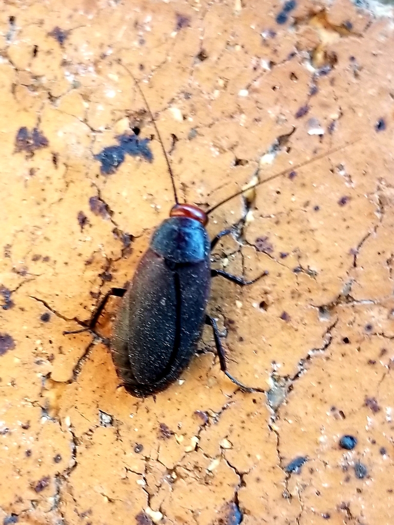 Pet Redhead Roach from Hennopspark, Centurion, 0157, South Africa on ...