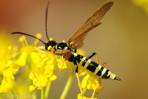 Superfamilia Cephoidea · iNaturalist Mexico
