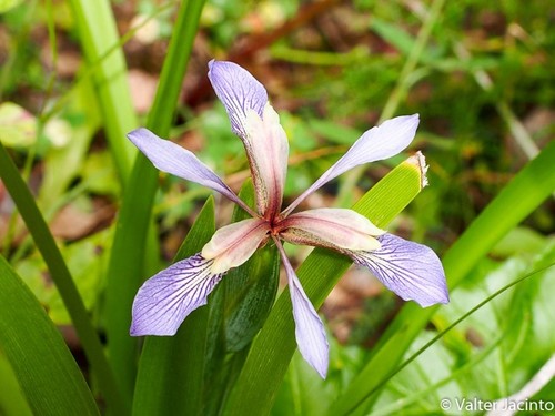 Stinking Iris (Iris foetidissima) · iNaturalist