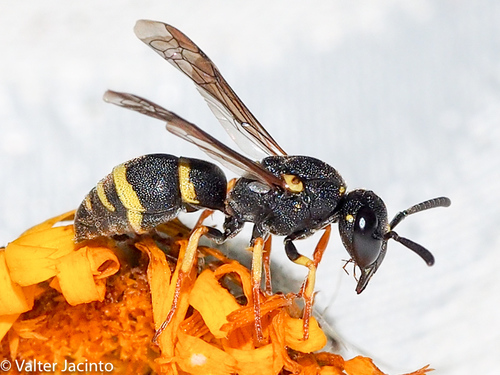 Stenodynerus fastidiosissimus · iNaturalist United Kingdom