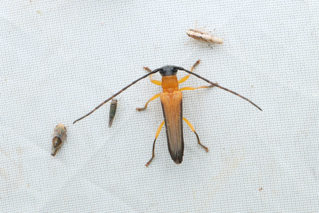 Nupserha from 中國貴州省畢節市金沙縣 on June 23, 2022 at 09:36 PM by 吴俊 · iNaturalist