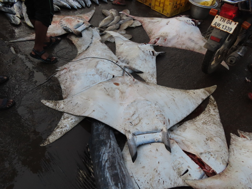 Spinetail Devil Ray in July 2022 by Yuvan Aves · iNaturalist