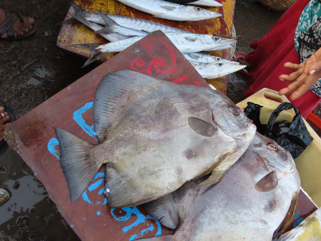 Longfin Batfish from 21,22 Kasimedu fishing harbour,tondiarpet ...