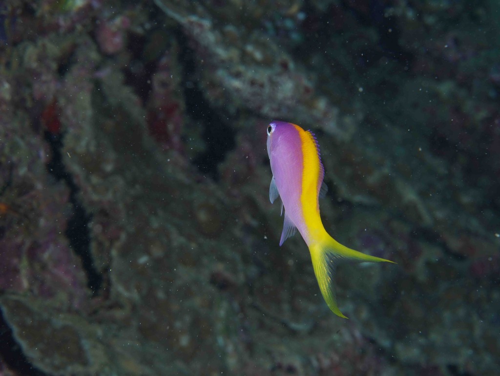 Yellowback Anthias from Dembeni, YT on July 24, 2022 at 02:40 PM by ...
