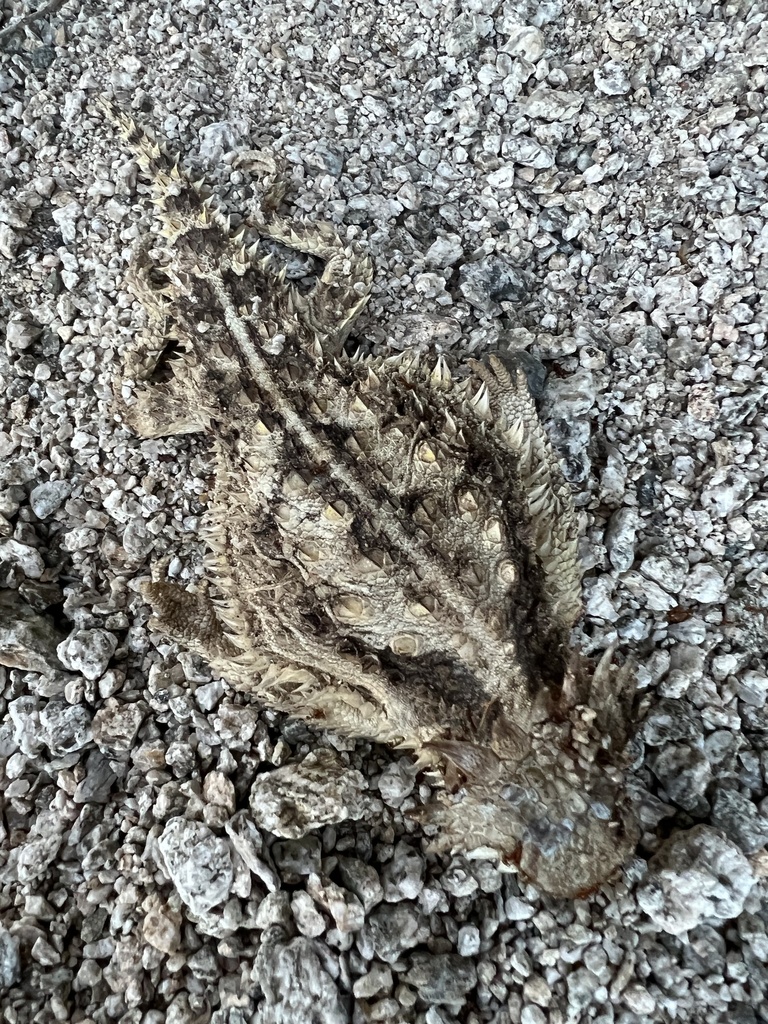 Regal Horned Lizard from South Mountain Park/Preserve, Phoenix, AZ, US ...