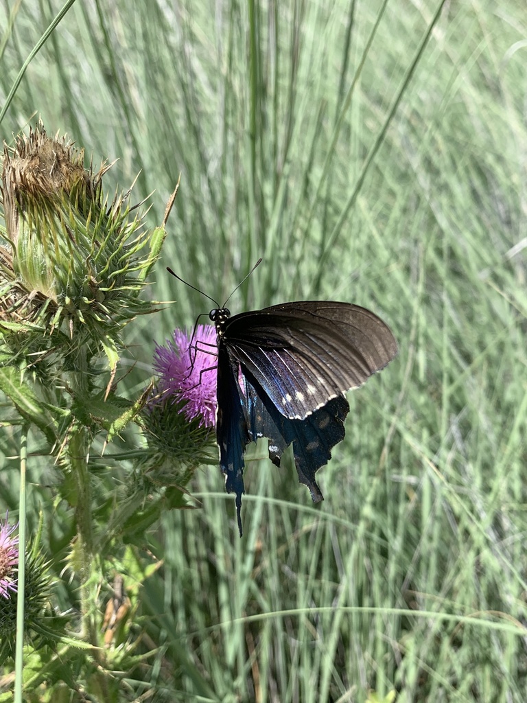 Pipevine Swallowtail from Tonto National Forest, Star Valley, AZ, US on ...