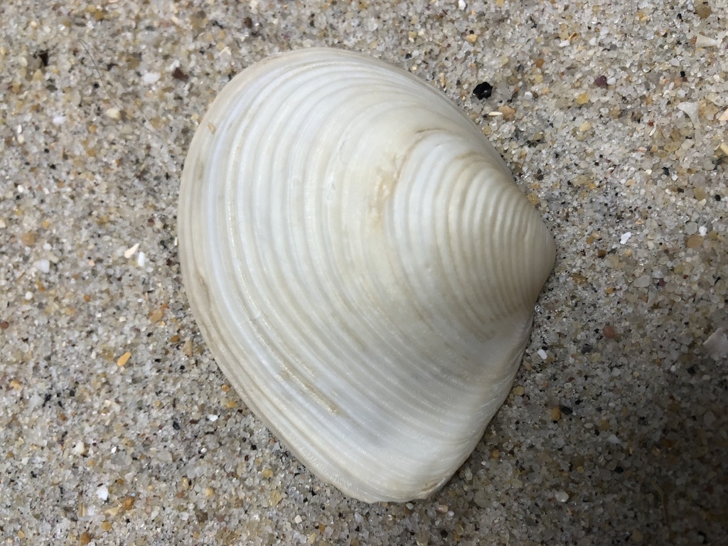 Channeled Duck Clam in July 2022 by Leah · iNaturalist