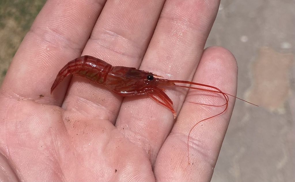 Peppermint Shrimp from Aransas Pass, Port Aransas, TX, US on July 31 ...