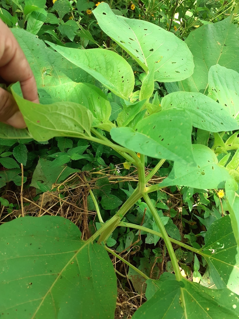Physalis ignota from Daniel Teller on July 31, 2022 at 09:25 AM by ...