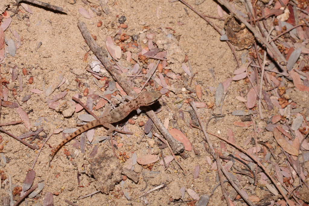 Heyden’s gecko from Dubai - United Arab Emirates on July 28, 2022 at 08 ...