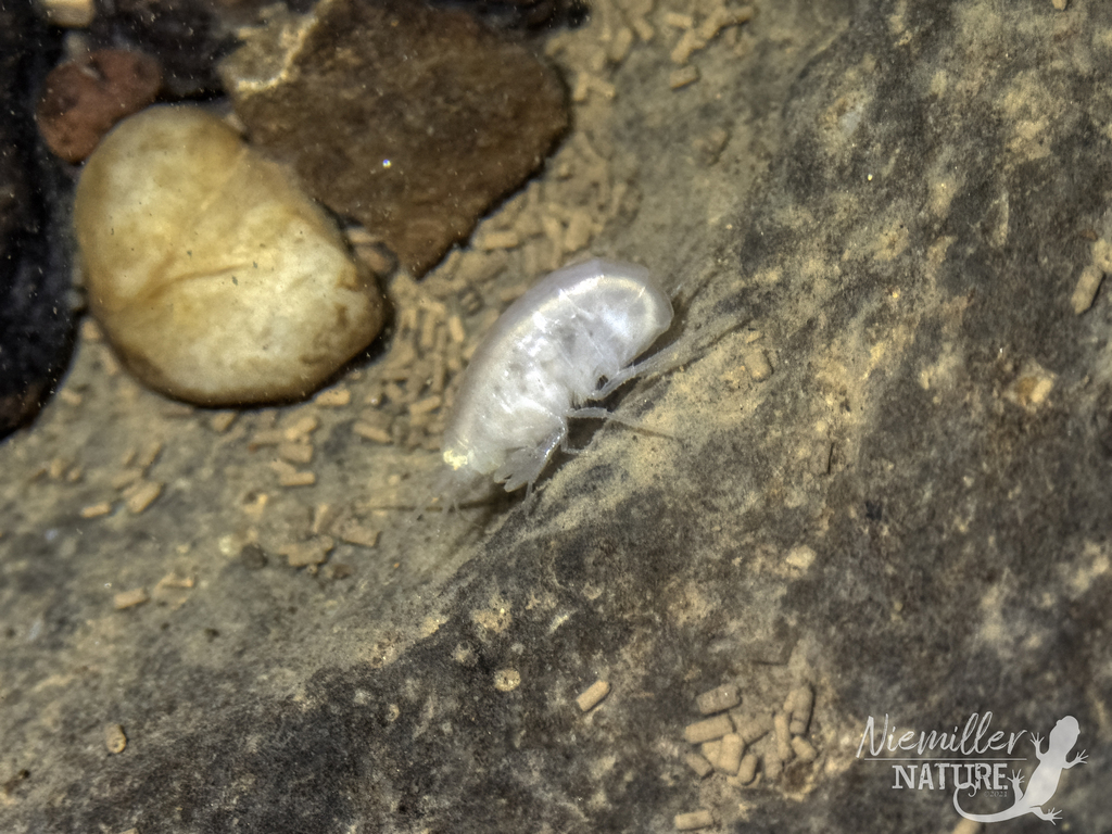 Appalachian Valley Cave amphipod in July 2022 by Matthew L. Niemiller ...
