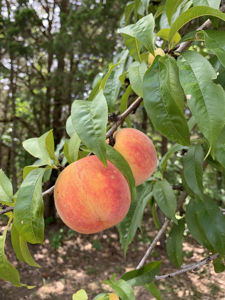 Peach from SSR-Y, Dittmer, MO, US on July 31, 2022 at 01:00 PM by ...