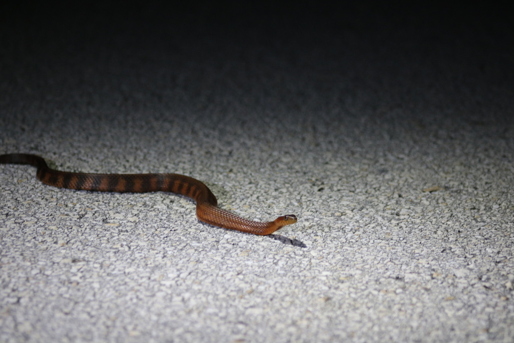 Banded Watersnake × Saltmarsh Snake from Everglades National Park ...