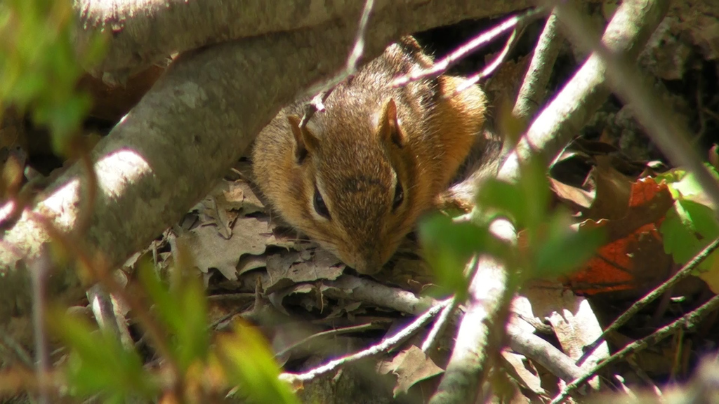 Eastern Chipmunk from Recompence Shore Campground, Freeport, Maine on ...